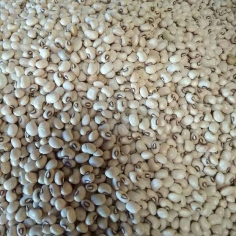 HITAM MERAH HIJAU PUTIH White Tolo Beans, Red Beans, Soybeans, Green ...
