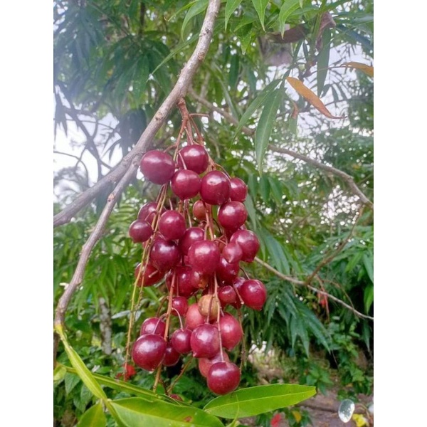 Pokok Rambai Istana, Ceri Terengganu, Perupok, Pokok Johor /Lepisanthes ...