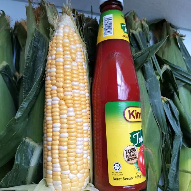 JAGUNG MUTIARA CAMERON/ORIGINAL CAMERON PEARL CORN (GRADE "AA") (4 - 5 ...