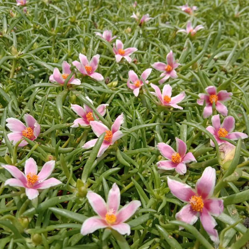 | GRANDY | TWINKLE | ROSE JEPUN | JAPANESE ROSE | BUNGA JARI LIPAN ...