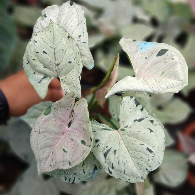 SYNGONIUM GREEN SPLASH / plants plant | Shopee Malaysia