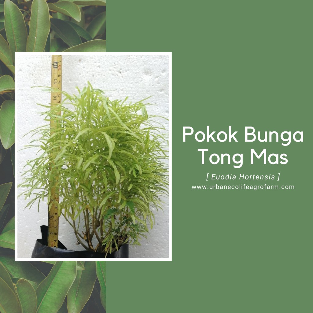 Anak Pokok Bunga Hiasan (Tong Mas / Gold Nugget Plant / Euodia ...
