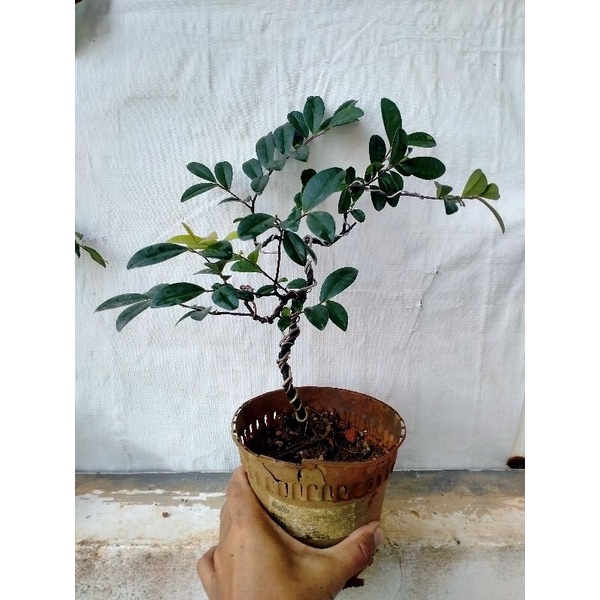 maba buxifolia bonsai tree, pokok maba (kayu hitam) 象牙木 | Shopee Malaysia