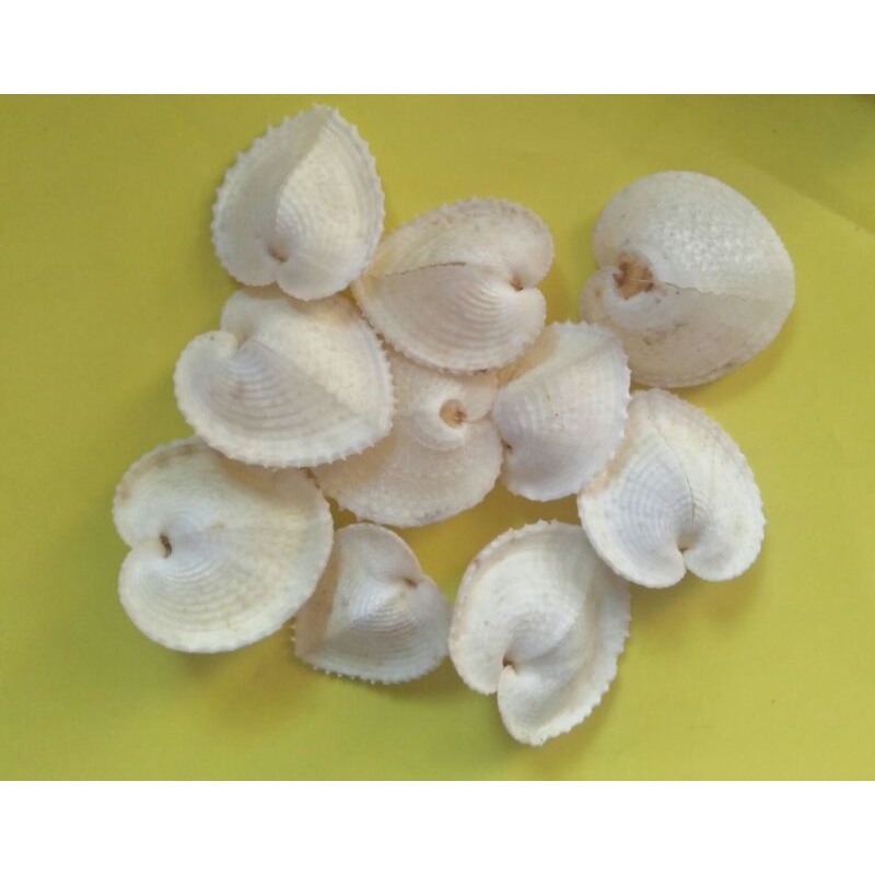 SEASHELLS - Corculum cardissa 48-56mm 10pcs. ( HEART COCKLE | Shopee ...