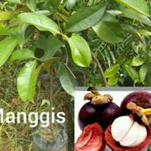 Aanak Pokok Manggis mesta / manggis master hybrid / anak pokok manggis mester by MGL PLANT ...
