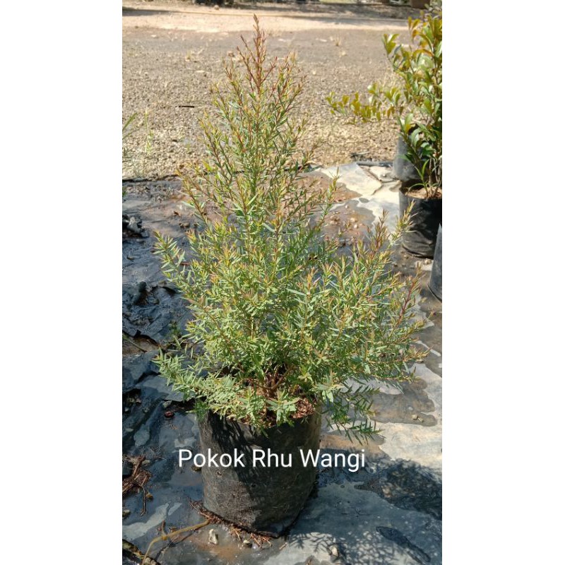 Pokok Rhu Wangi (Daun berbau Wangi) | Shopee Malaysia