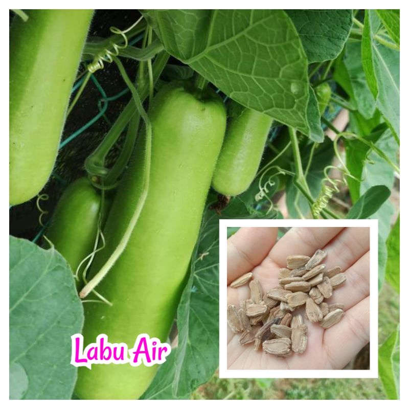 Biji Benih Labu Air( 15biji) | Shopee Malaysia
