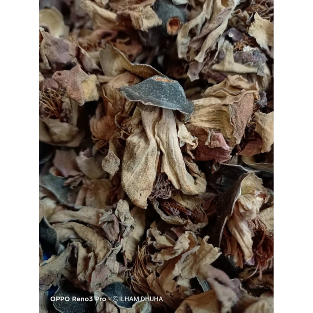 BUNGA RATU PARI / BUNGA MUkMIN / MUkMIN / RATU PARI / HERBA BUNGA ...