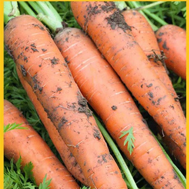 Benih Lobak manis 紅蘿蔔 | Shopee Malaysia