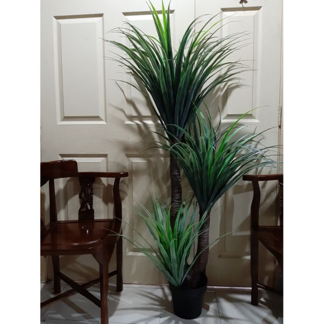 Artificial Plant Dracaena Draco/ pokok Mengkuang 180cm 3 head | Shopee ...