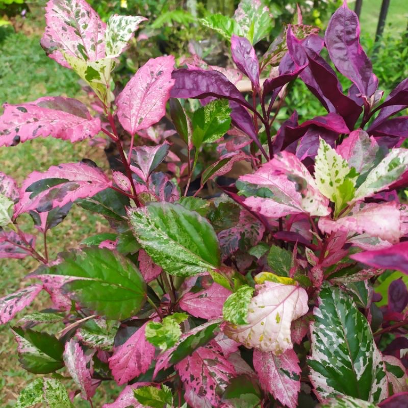 BUNGA RAYA DAUN Pink pelangi Hibiscus red hot variegated pink cream ...