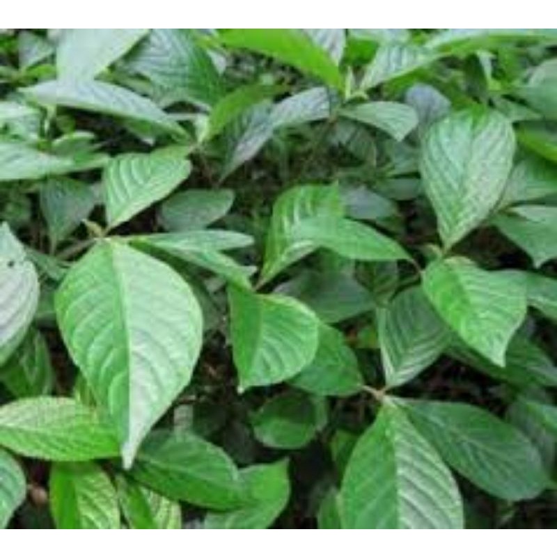 Daun Pokok Pecah Kaca (100helai) | Shopee Malaysia