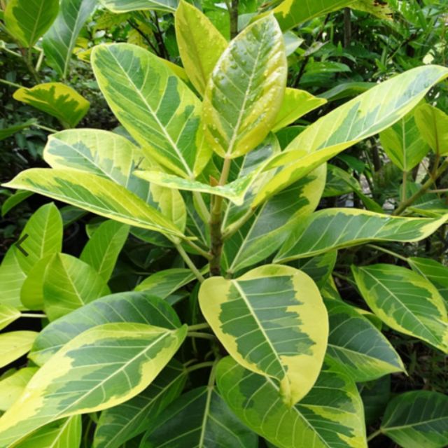 Pokok Ficus Altissima Variegata / Asian Council Tree 🔥 | Shopee Malaysia
