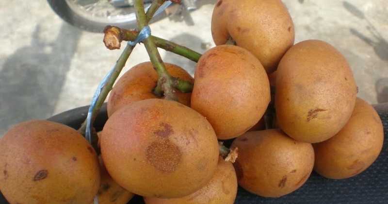 Anak Pokok Tampoi Kahwin | Shopee Malaysia