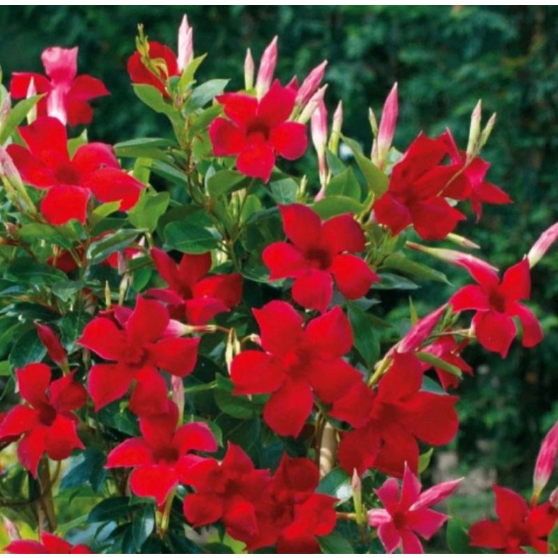 Pokok Bunga Mandevilla merah / Mandevilla red Flower/pokok menjalat ...