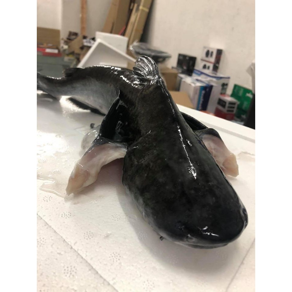 FRESH FROZEN IKAN PATIN WHOLE FISH 600-630gm ( no muddy taste ...