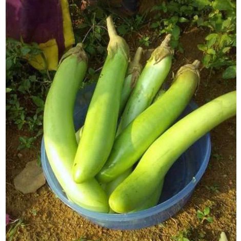 Terung Panjang Hijau ( 30pcs Benih ) | Shopee Malaysia