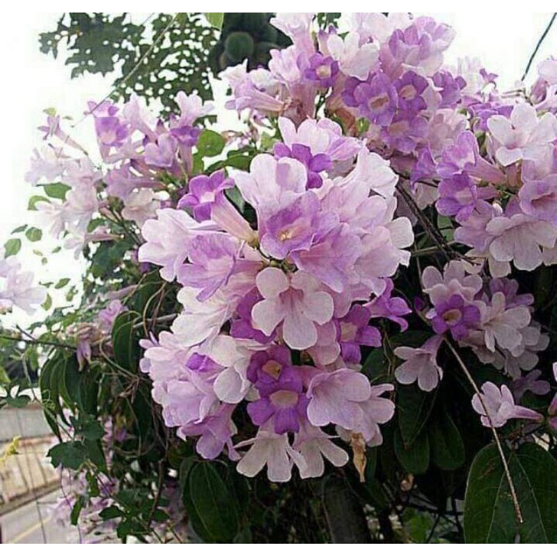 Garlic Vine Anak Pokok Bunga Wangi Menjalar | Shopee Malaysia