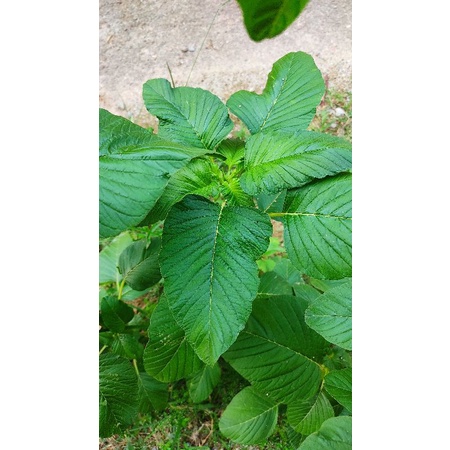 NEW BIJI BENIH SAYUR BAYAM KAMPUNG DAUN LEBAR | Shopee Malaysia