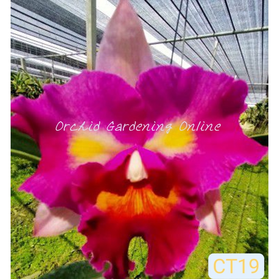 Cattleya (Size Anak Pokok) | Shopee Malaysia