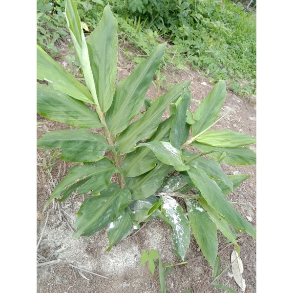 ANAK BENIH POKOK LEMPOYANG (HALIA HUTAN) . ORDER 3 POKOK PERCUMA 1 ...