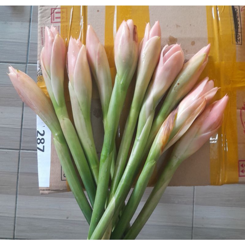 Bunga Kantan segar(Serendah 60 sen sekuntum) | Shopee Malaysia