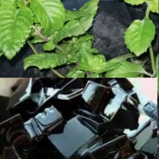 pokok Cincau Hitam/grass jelly plant 黑仙草支条/盆栽 | Shopee Malaysia