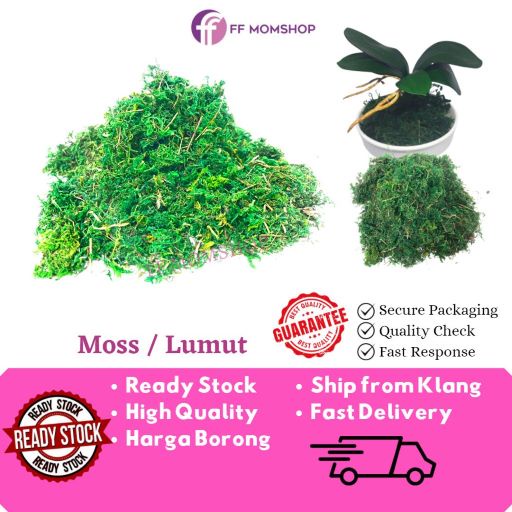 FF MOMSHOP Artificial Moss Lumut Rumput Orkid Latex Artificial flower ...