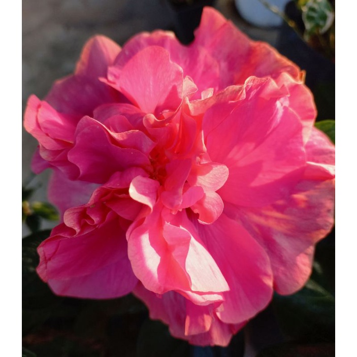 Pokok Bunga Raya Hybrid - Hibiscus [Live Plant] | Shopee Malaysia