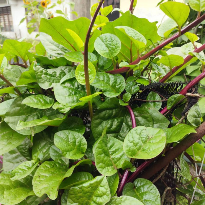 10 pcs benih bayam Malabar merah benih sayur Malabar spinach seed red ...