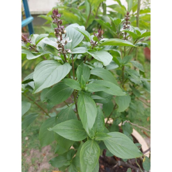 Sweet Basil Selasih India Live Plant /Thiruneedru Pachilai/ Thunithi ...