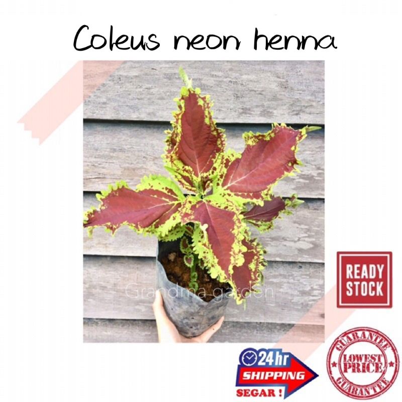 (GG real plant)coleus neon henna ^ ati-ati pokok hidup hiasan rumah ...