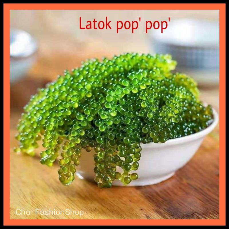 LATOK 1 trial pack (2 sachets inside) of SEAGRAPES-100gr/pack after ...