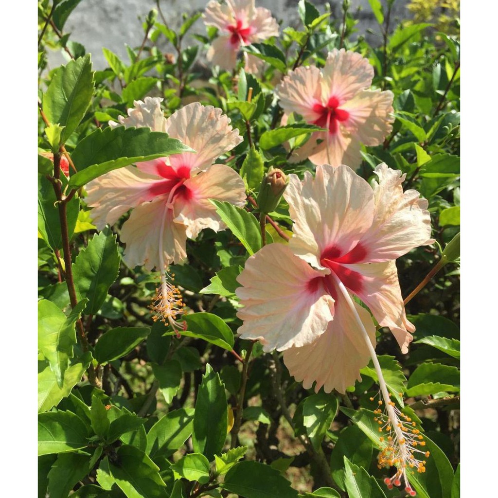 Pokok bunga raya peach dalam polybag | Shopee Malaysia