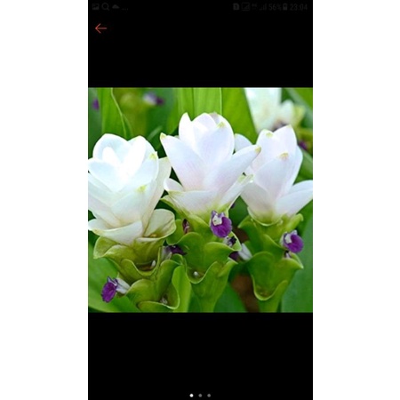 Anak Pokok Bunga Tulip Putih | Shopee Malaysia