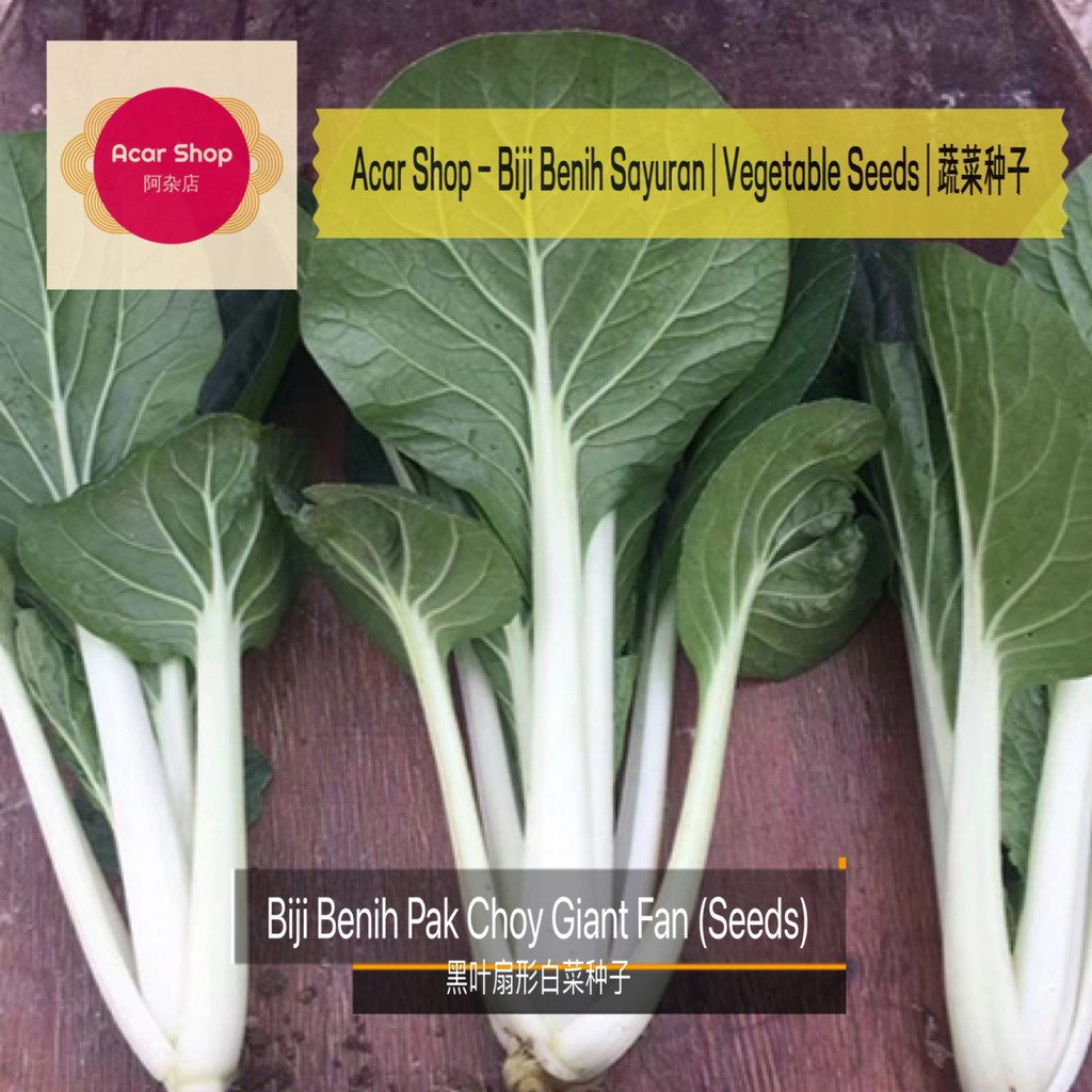 Pak Choy, Giant Fan Leaves Seeds | Biji Benih Sayur Pak Choy | 黑叶白菜种子 ...
