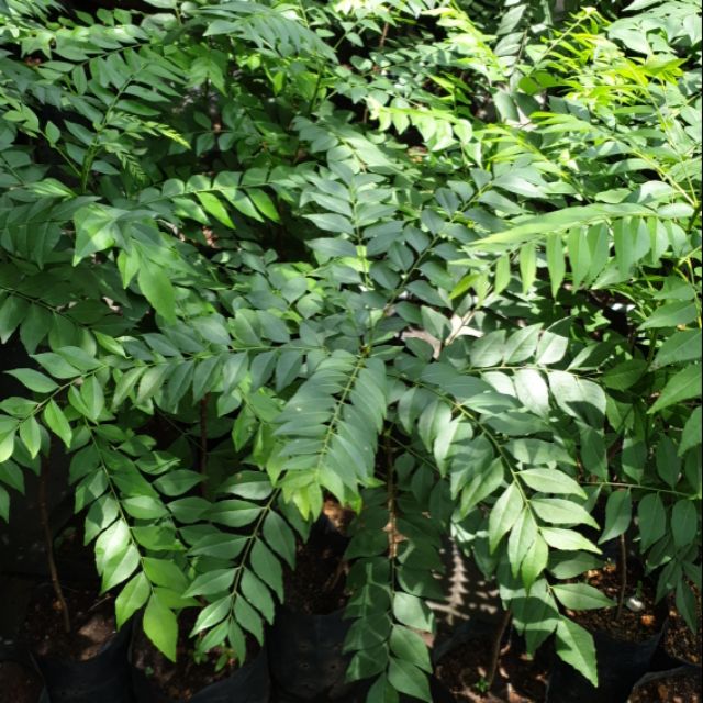 POKOK KARI (SAIZ 1.5 HINGGA 2 KAKI DALAM POLYBAG) | Shopee Malaysia