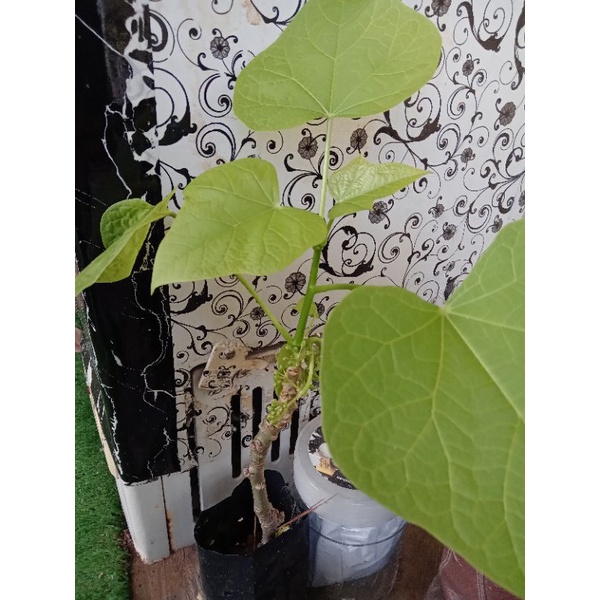 anak pokok jarak (indonesia asli) | Shopee Malaysia