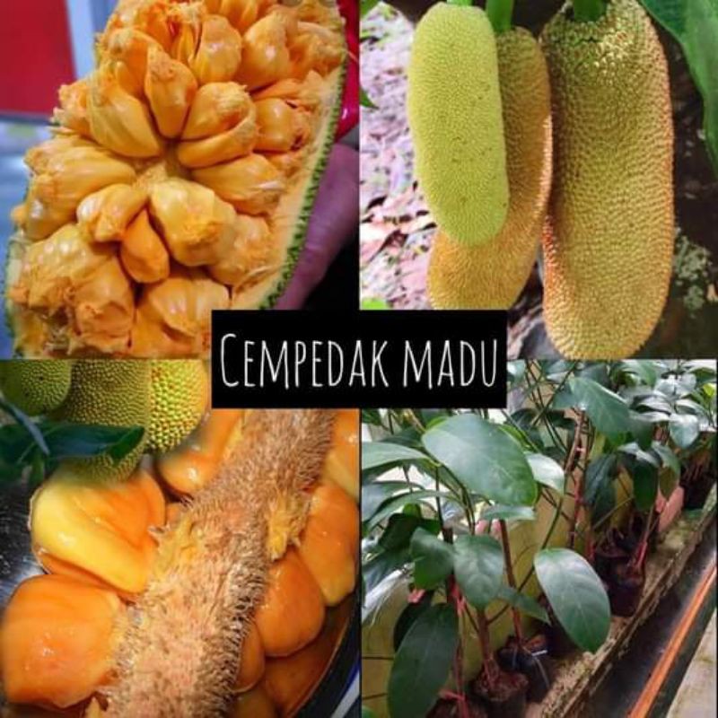 POKOK CEMPEDAK MADU CH28 | Shopee Malaysia