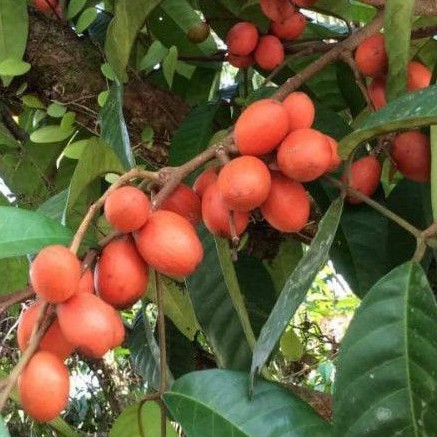 Pokok Buah sekiat kiat Sekiyat Khiyat kiyat sekiyak pokok nadir real ...
