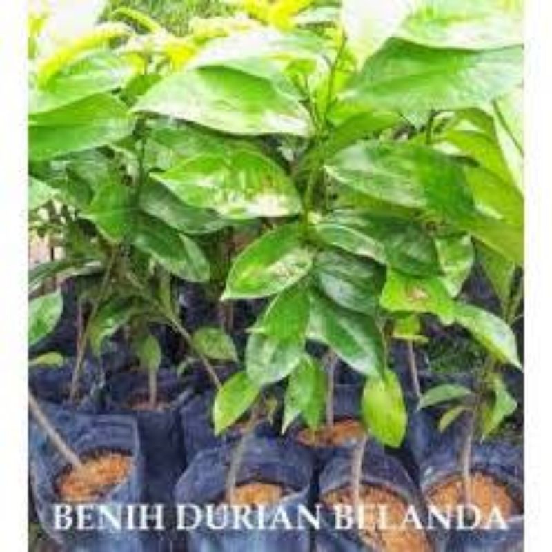 Anak Pokok Durian Belanda | Shopee Malaysia