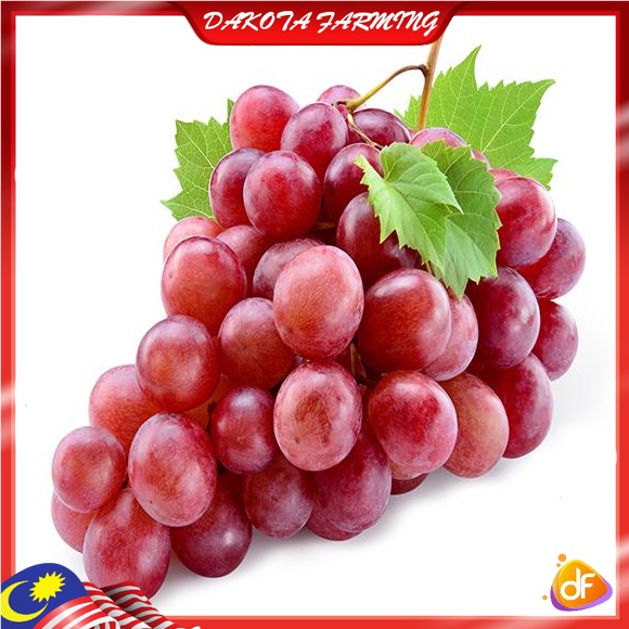 Anak Pokok Anggur Red Shine Muscat Grape Pokok Premium Lebat Berbuah ...