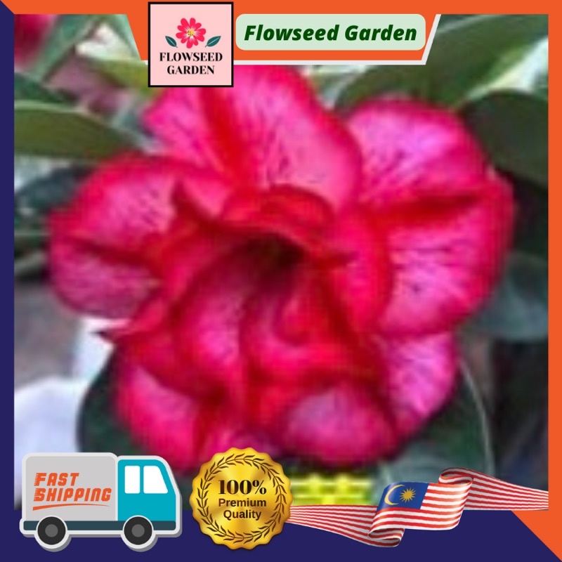 1 Biji - Bunga kemboja benih fresh seed / Adenium seeds/ 富贵花种子 沙漠玫瑰种子 花 ...