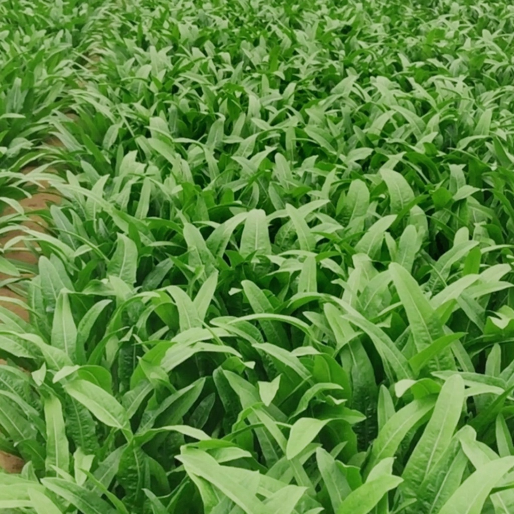 L48 Biji Benih Salad Ramaine Daun Tajam（350ps +/-）/ Sharp Leaf Ramaime ...