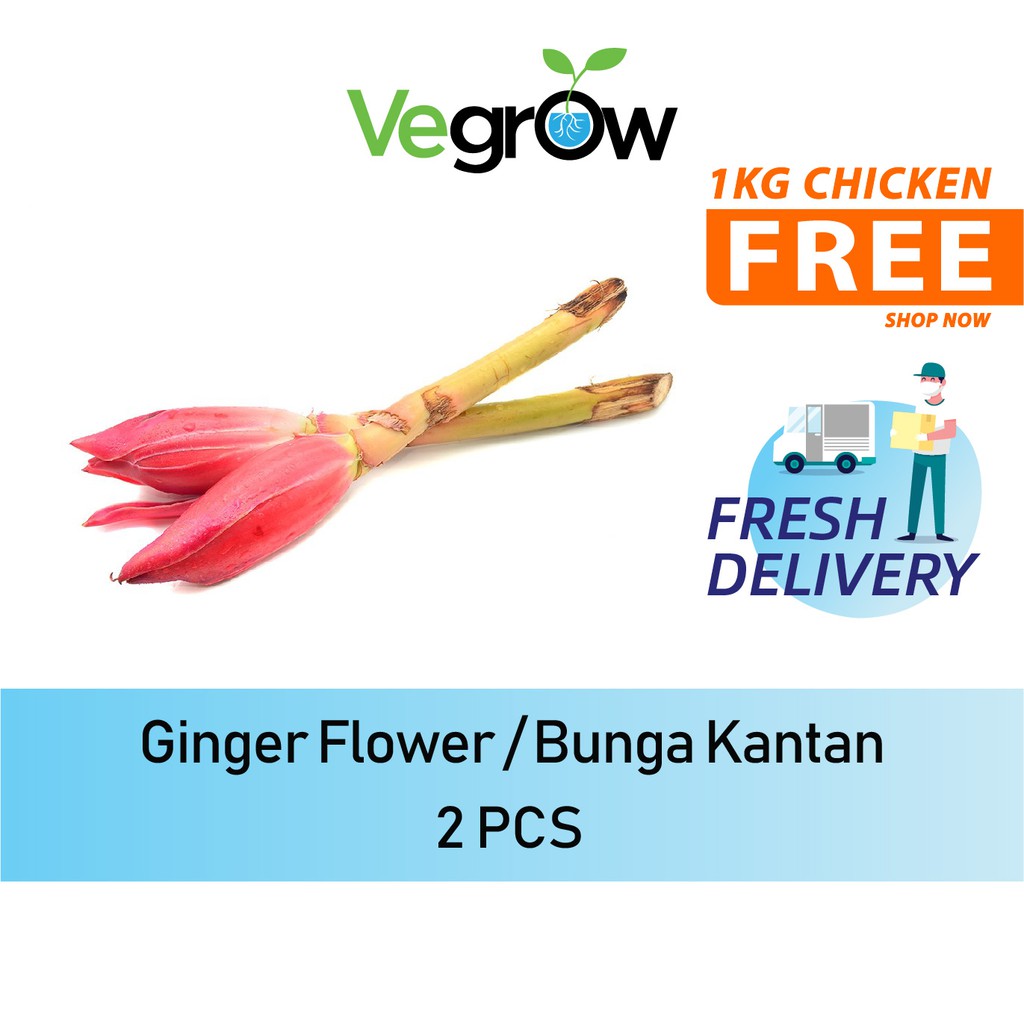 🔥FRESH 🔥Ginger Flower / Bunga Kantan 2 PCS | Shopee Malaysia