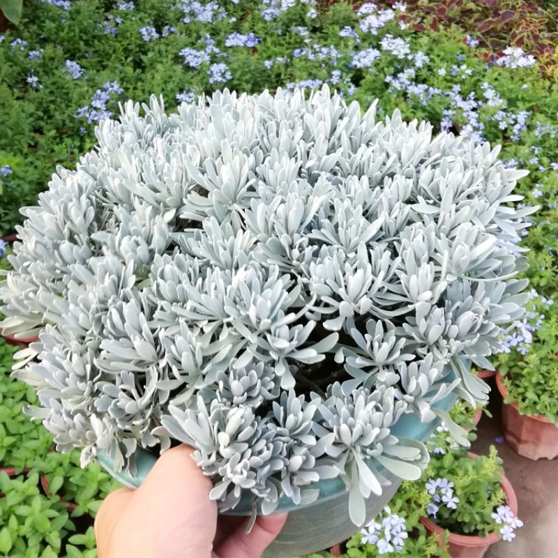 WAF edible herbs Crossostephium Chinense 食用芙蓉菊 with L size pot direct ...