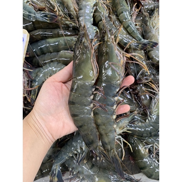 XL Tiger Prawns (20-25 pcs) / 700g+- (Udang Harimau) | Shopee Malaysia