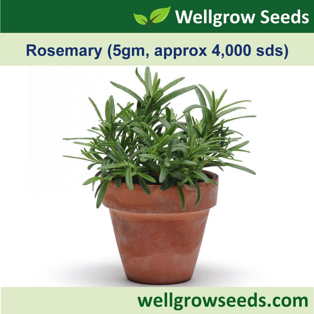 Rosemary Rosy 5gm, approx 4ksds (Rosmarinus Officinalis Rosy) 迷迭香 Herb ...