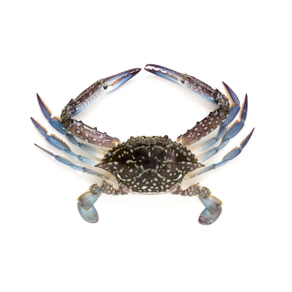 Ketam Bunga Fresh 1kg | Shopee Malaysia
