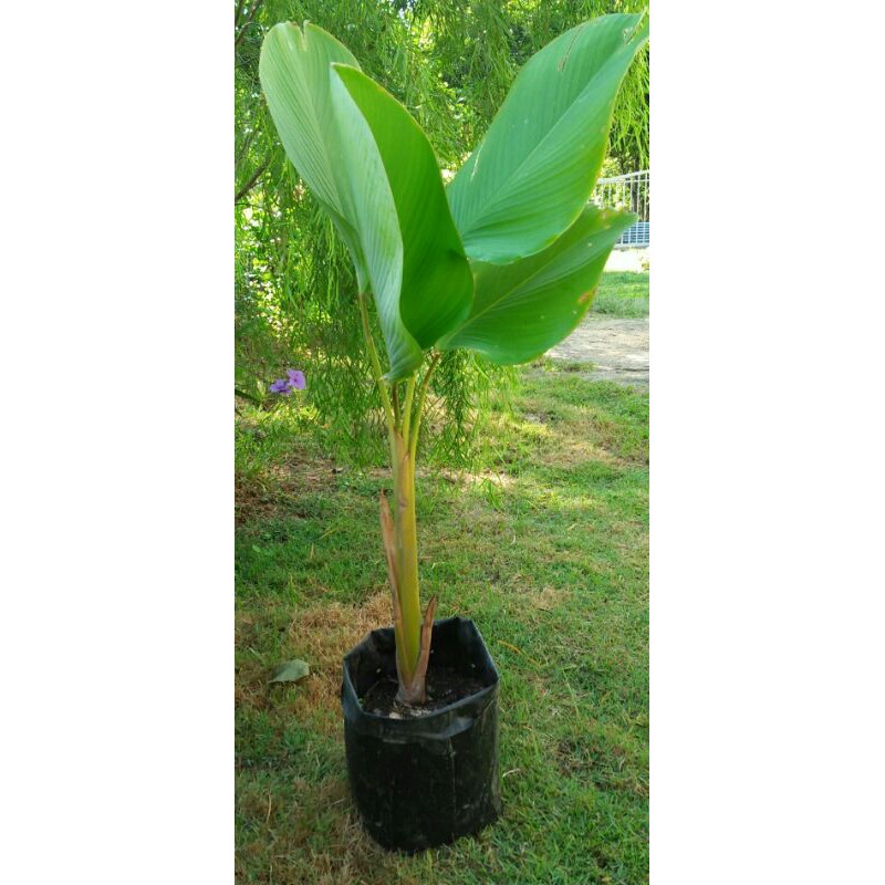 Pokok calathea lutea | Shopee Malaysia